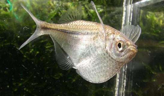 Silver Hatchets | Neptune Aquatics